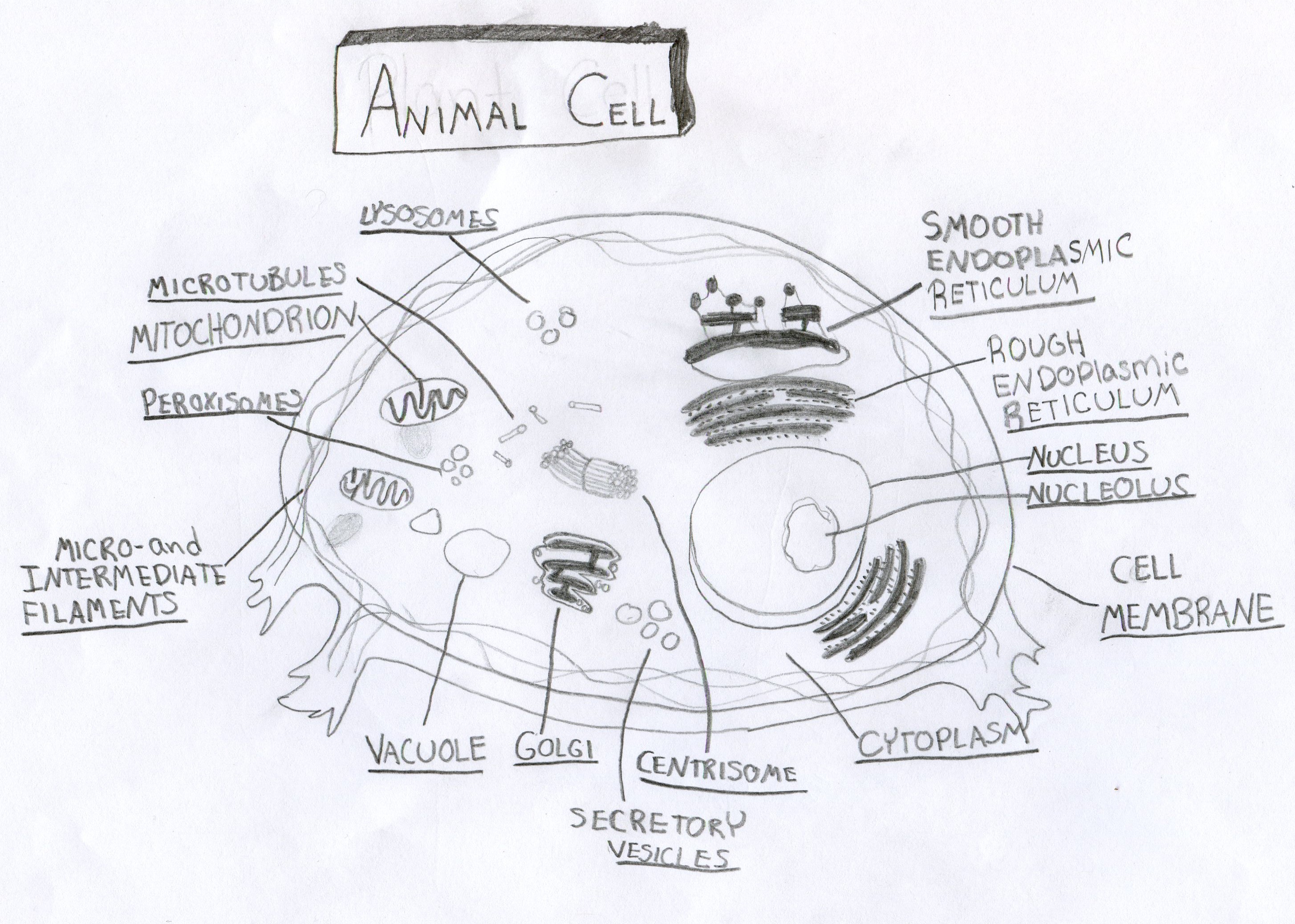Endoplasmic Reticulum Diagram Golgi Apparatus Labeled Drawing Cell ...